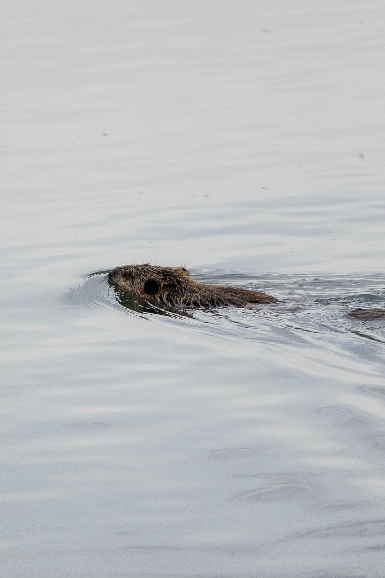Barber Pool Master Planning - Idaho Foundation for Parks and Lands