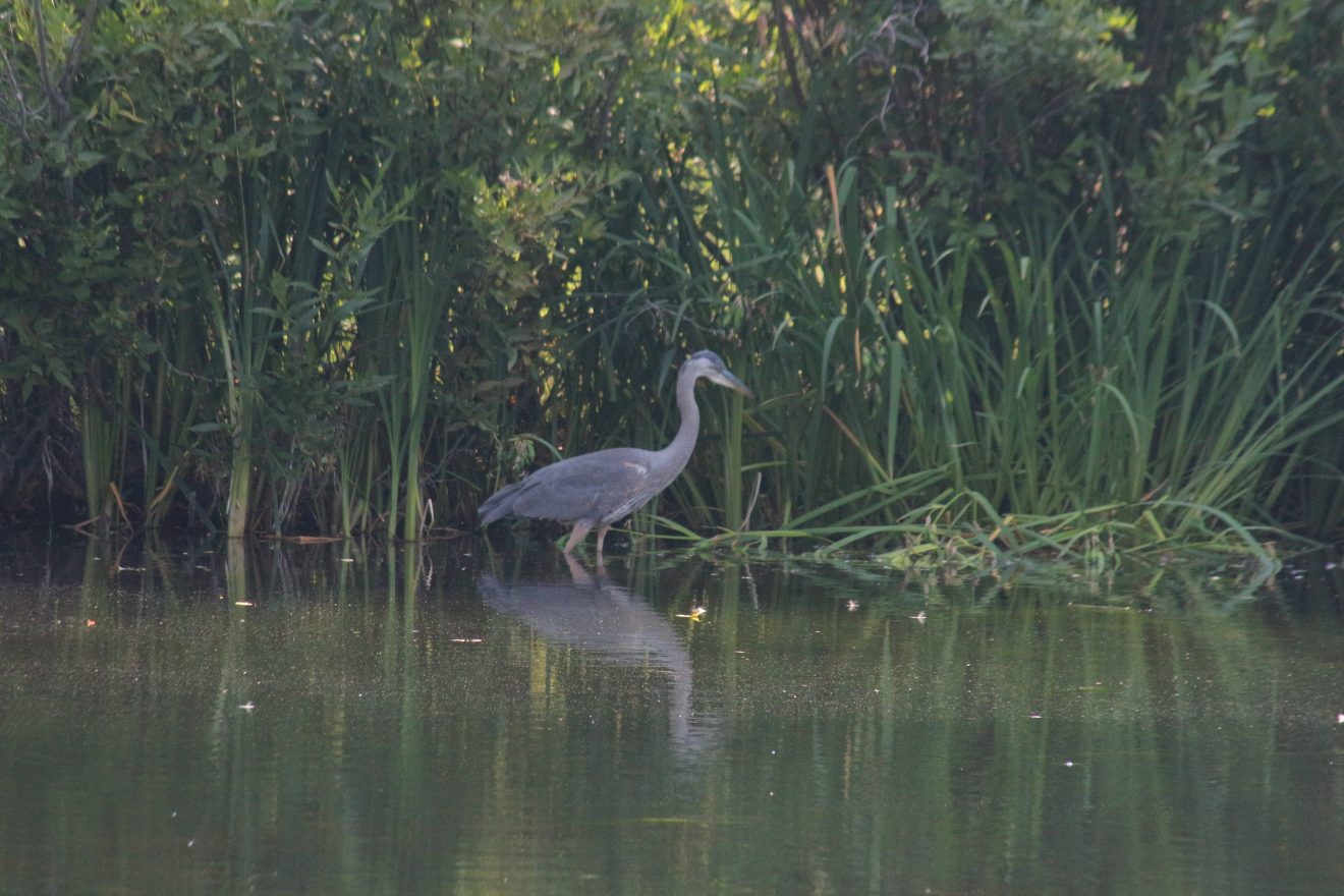 Barber Pool Master Planning - Idaho Foundation for Parks and Lands